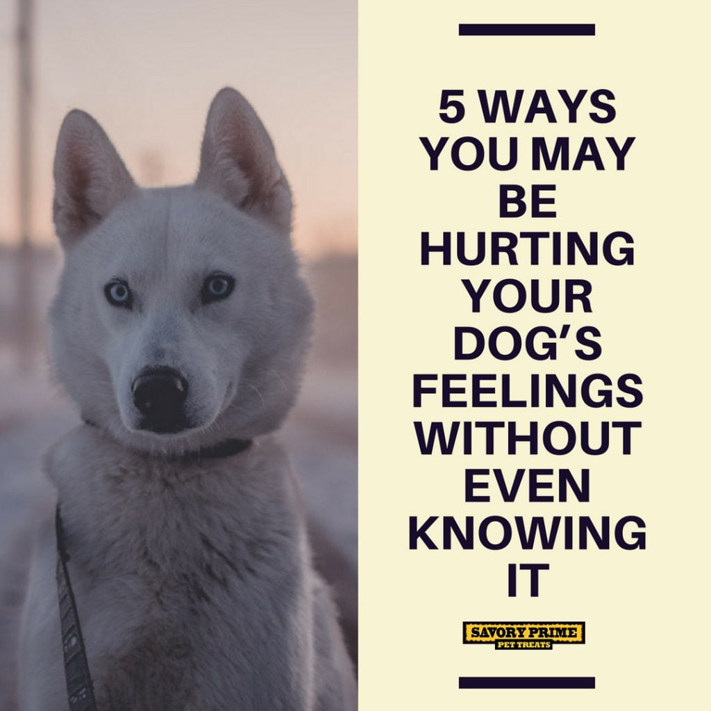 5 Ways You May Be Hurting Your Dog’s Feelings Without Even Knowing It ...