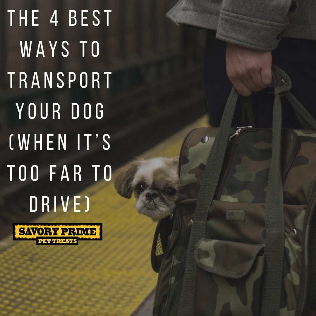 The 4 Best Ways To Transport Your Dog (When It’s Too Far To Drive ...