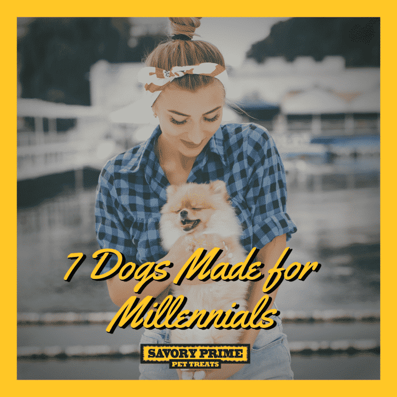 7 Dogs Made for Millennials - Savory Prime Pet Treats