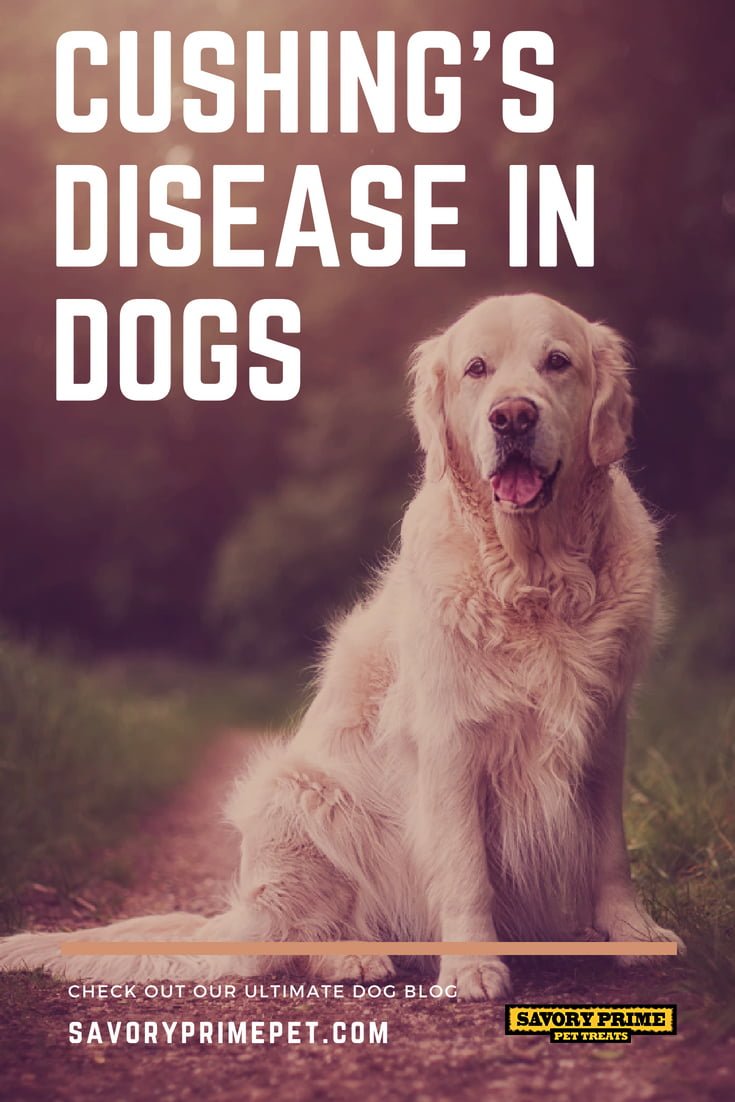 Cushing’s Disease in Dogs - Savory Prime Pet Treats